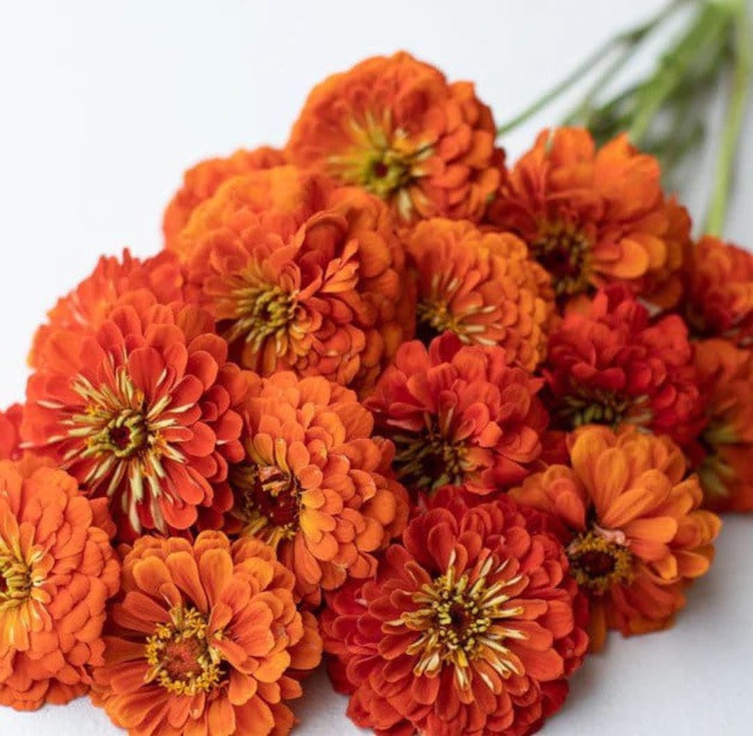 Benary's Giant Orange Zinnia 25 Seeds Packet - Etsy