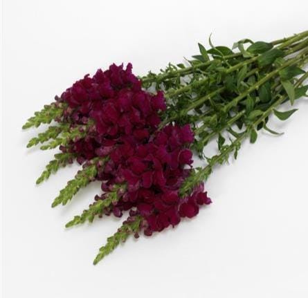 Potomac Royal Burgundy Snapdragon 25 Seed Packet Cool Flower Shades of ...