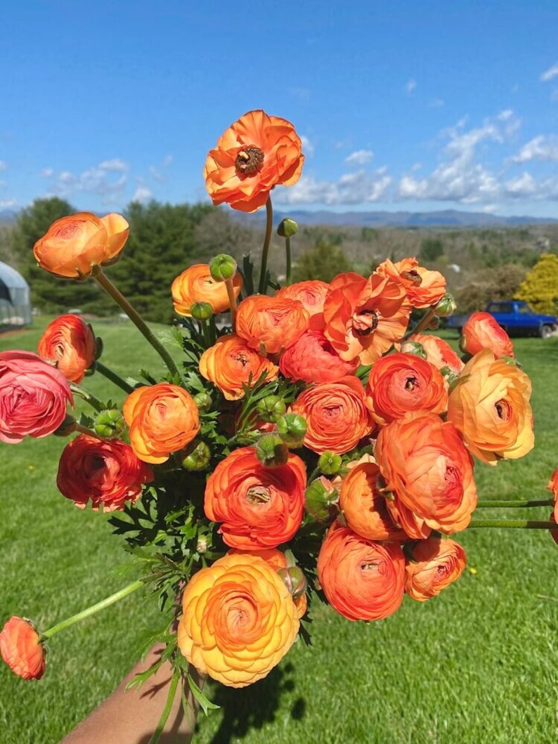 Amandine Orange Ranunculus Corms - Etsy