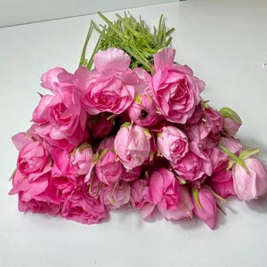 Half Clone Marshmallow Ranunculus Corms - Etsy