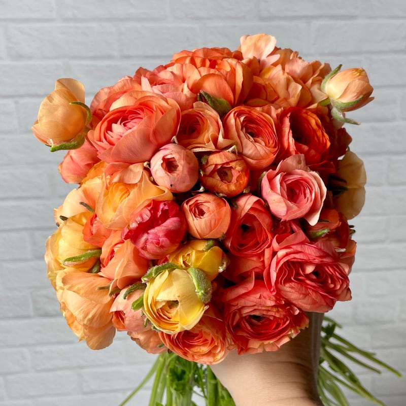 Ranunculus - Etsy
