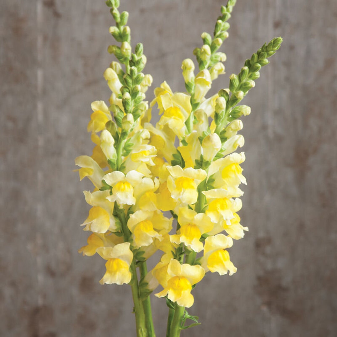 Potomac Yellow Snapdragon 25 Seed Packet Cool Flower Lemon Color - Etsy