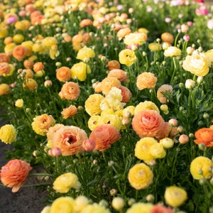 Amandine Pastel Lemon Ranunculus Corms - Etsy