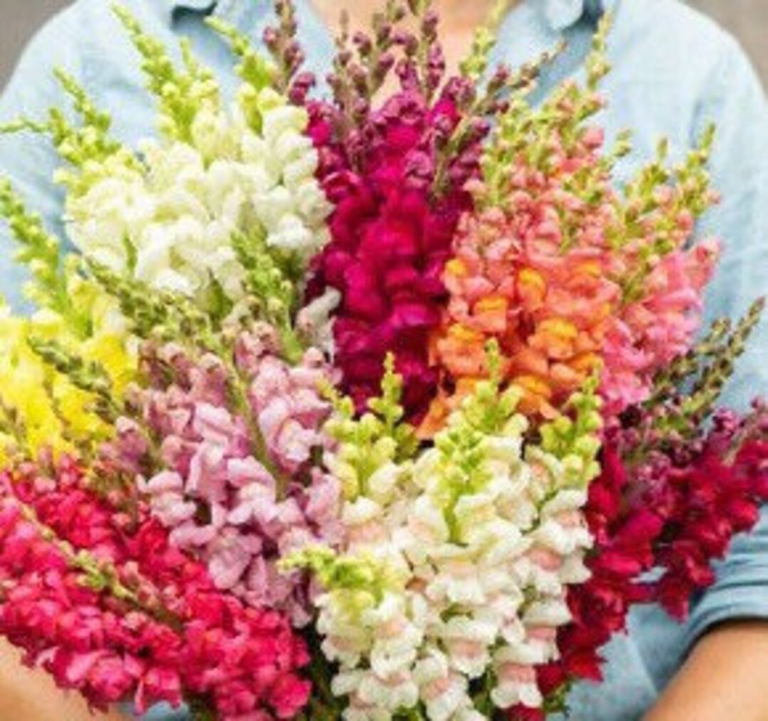 Potomac Mix Snapdragon 25 Seed Packet Cool Flower Shades of White, Pink ...