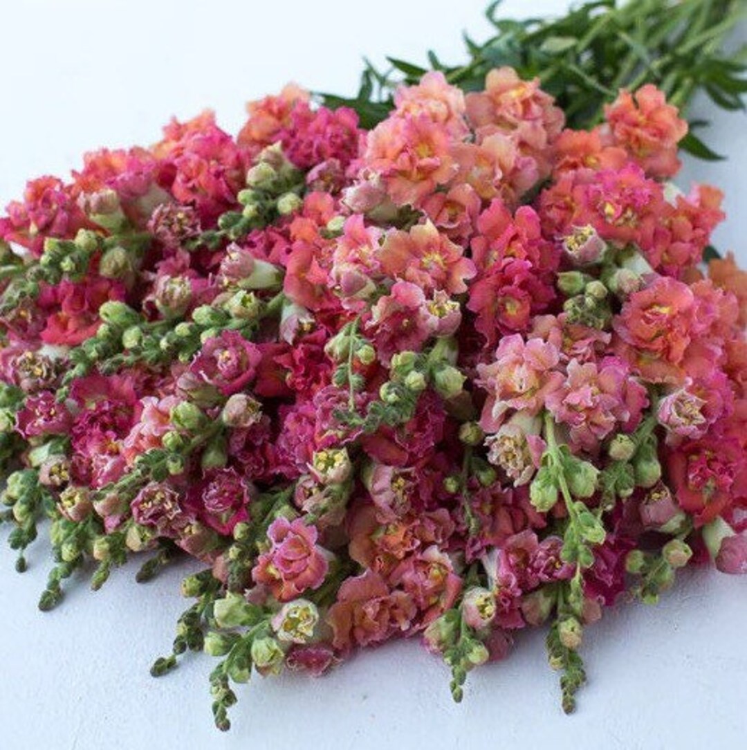 Madame Butterfly Bronze Snapdragon 25 Seed Packet Cool Flower Apricot ...