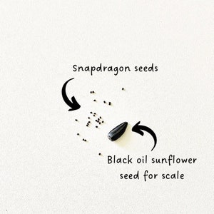 Madame Butterfly Mix Snapdragon 25 Seed Packet Cool Flower Shades of ...