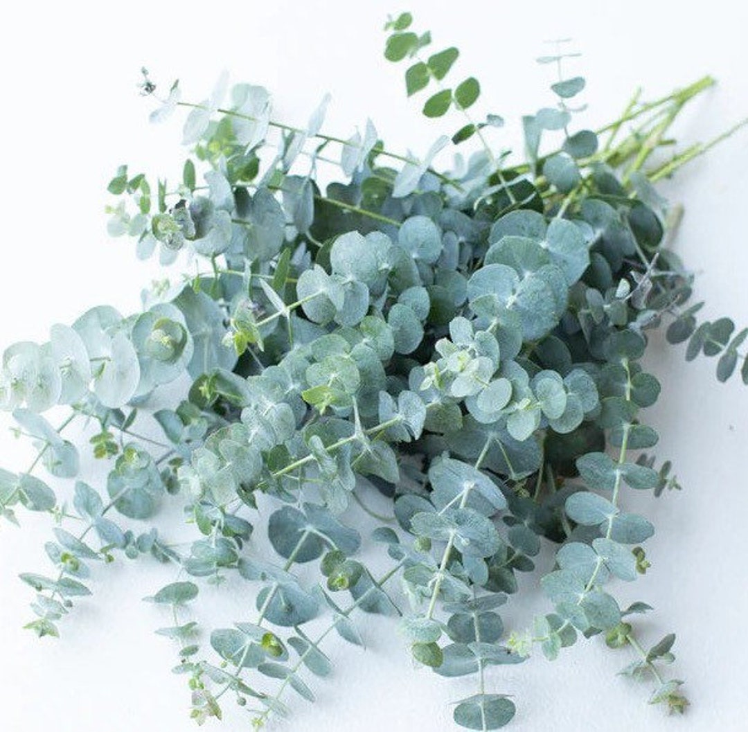 Baby Blue Bouquet Eucalyptus 10 Seeds - Etsy