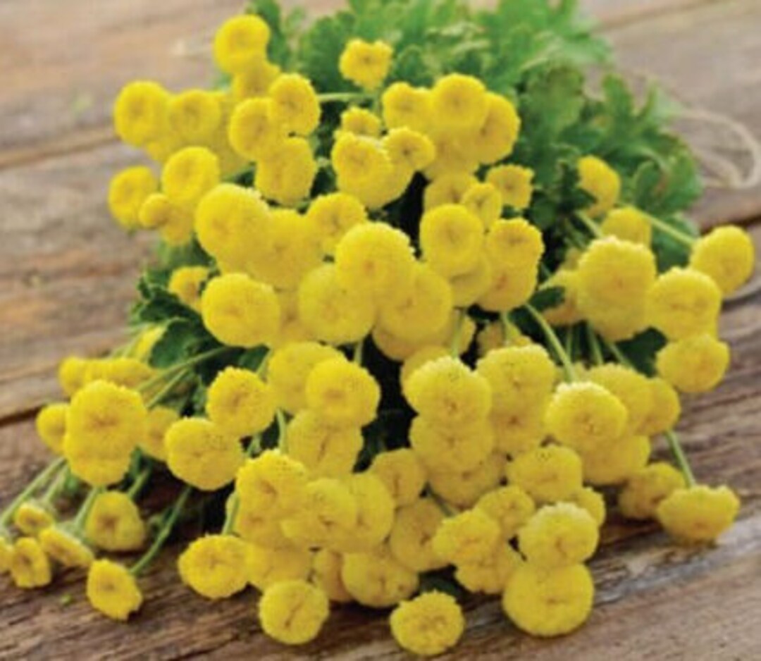 Sunny Ball Feverfew 25 Seed Packet Yellow Matricaria Everlasting Flowers - Etsy