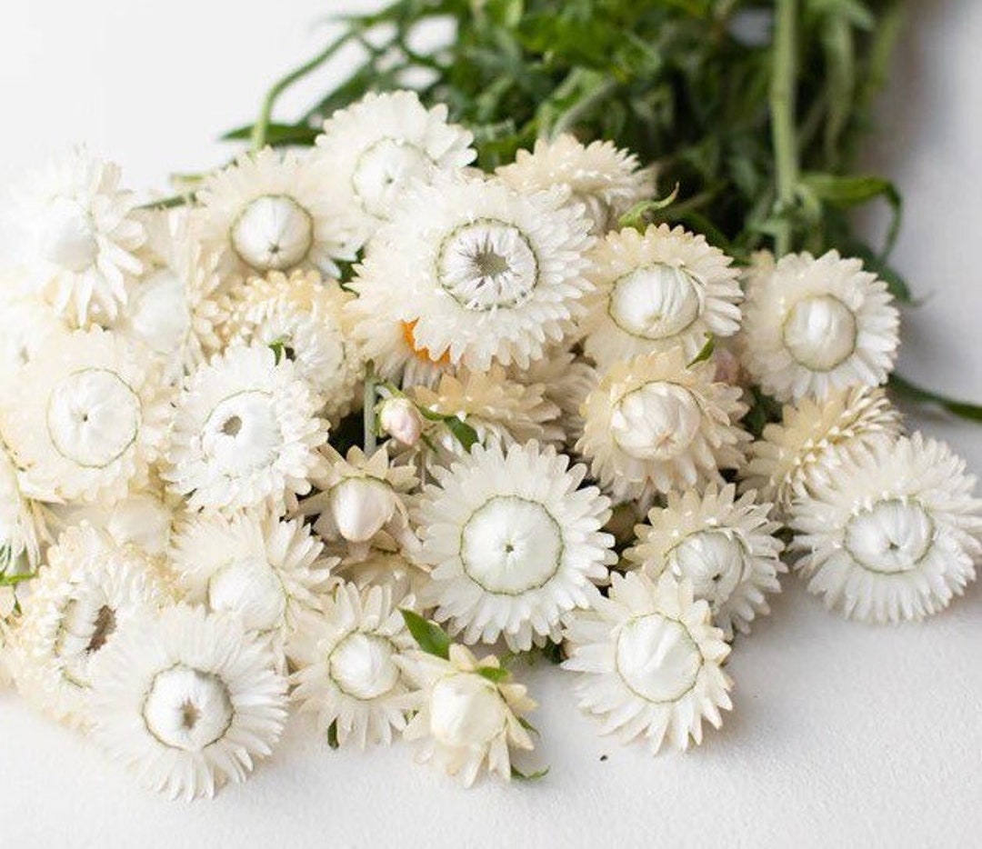 White Strawflower 50 Seed Packet Helichrysum Everlasting Flowers - Etsy