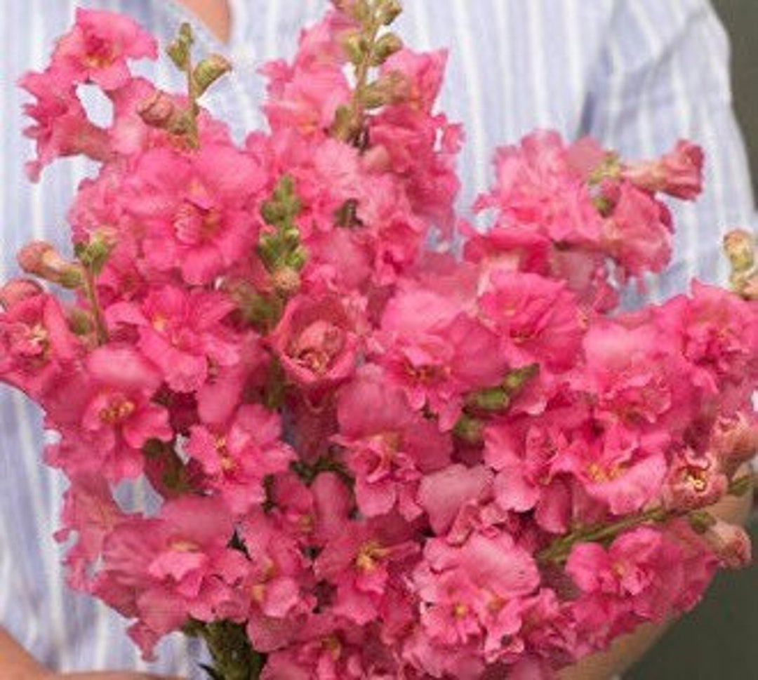 Madame Butterfly Rose Pink Snapdragon 25 Seed Packet Cool Flower - Etsy
