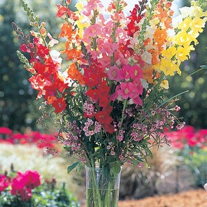 Chantilly Mix Snapdragon 25 Seed Packet Cool Flower - Etsy