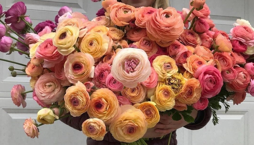 Amandine PASTEL Mix Ranunculus Corms - Etsy