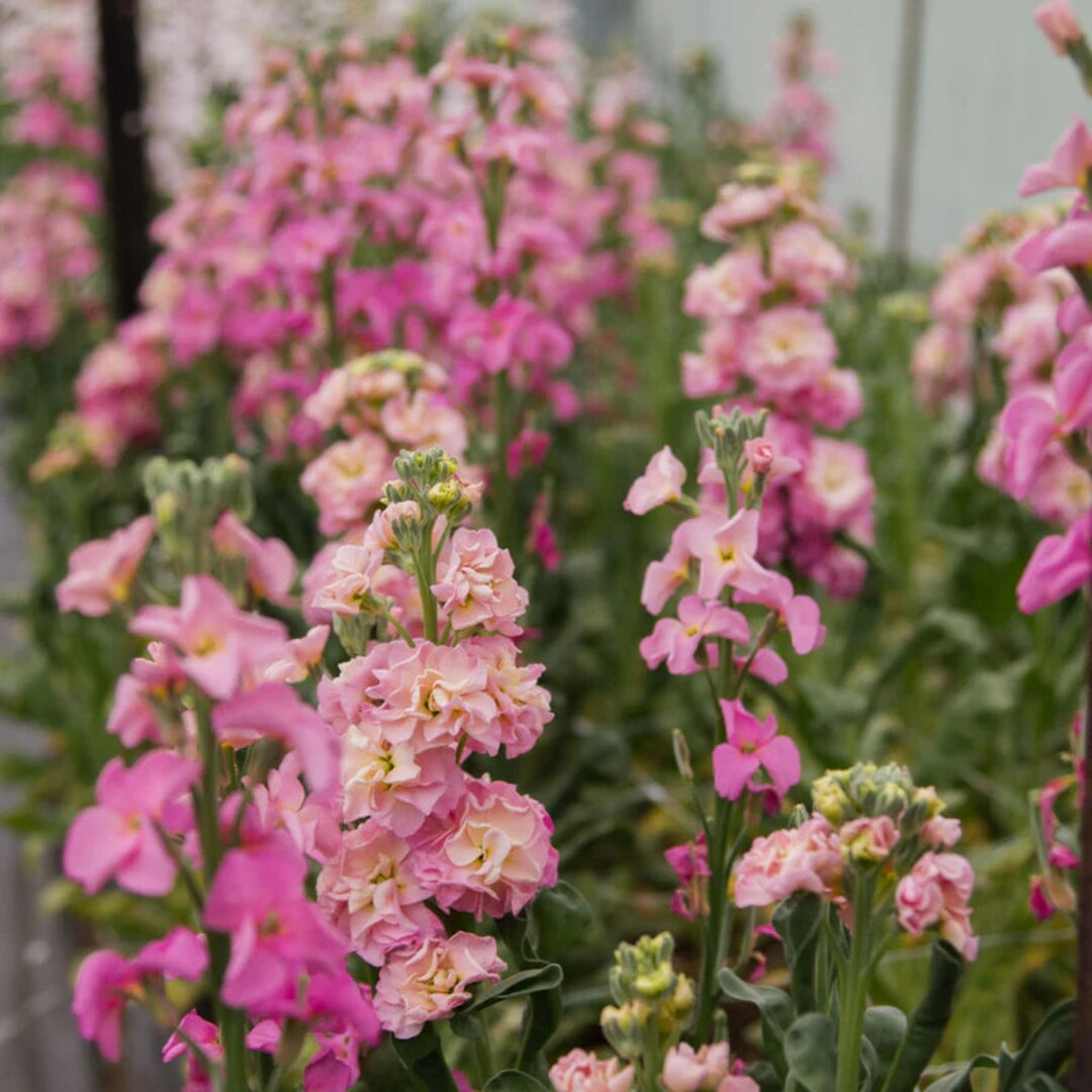 Stox Champagne Stock 25 Seed Packet Cool Flower - Etsy