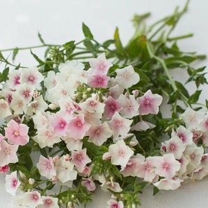 Phlox Blushing Bride 50 Seed Packet Pink and White Delicate Annual ...