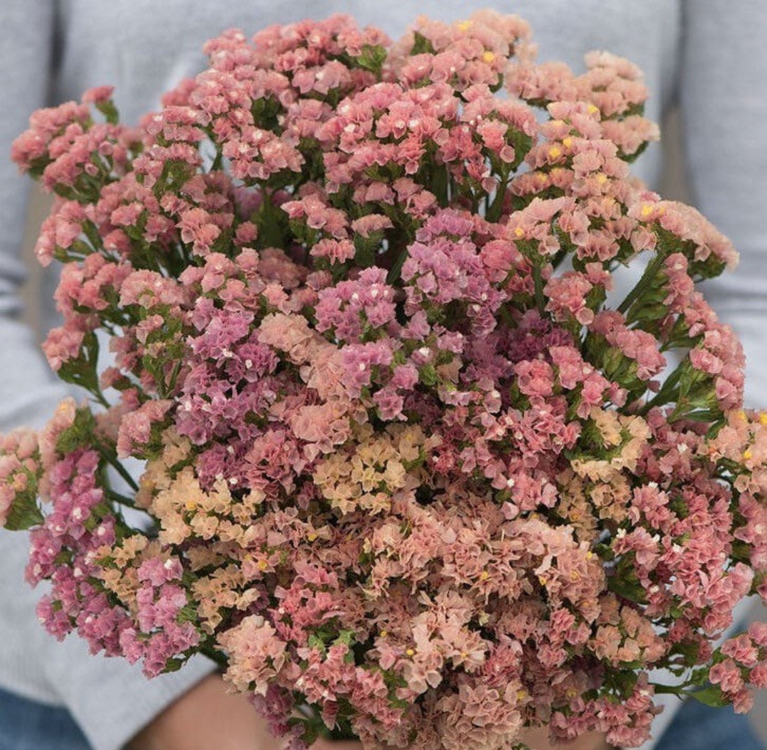 Apricot Statice 50 Seeds Packet Everlasting Flower Limonium - Etsy