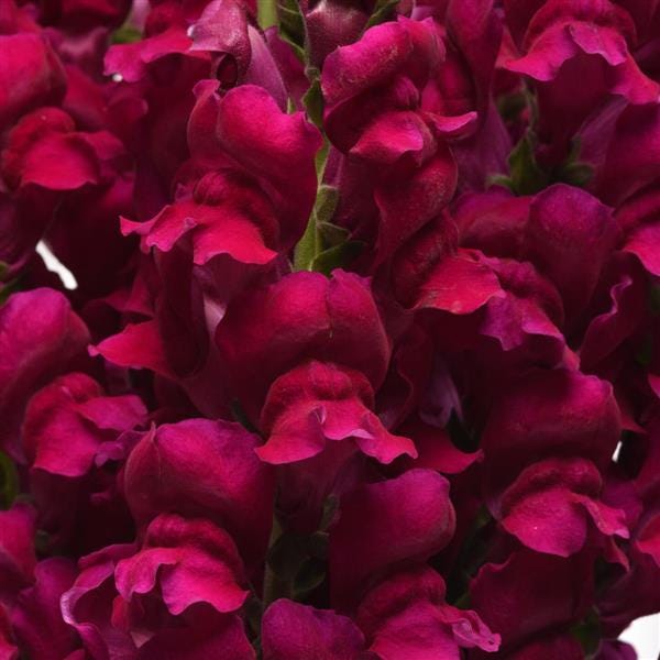 Potomac Royal Burgundy Snapdragon 25 Seed Packet Cool Flower Shades of ...