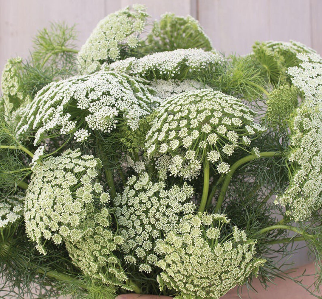 Green Mist Dill False Queen Anne's Lace Flower 50 Seed Packet Cool ...