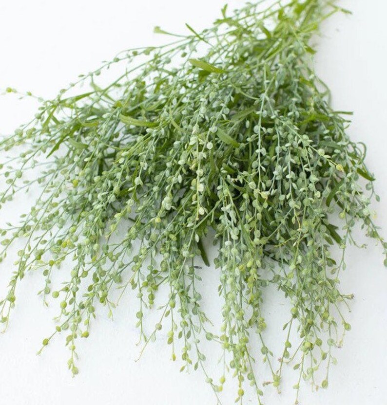 Persian Cress Seeds 100 Count Packet - Etsy