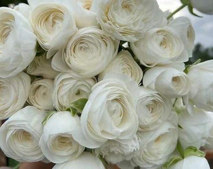 Half Clone Iceberg Ranunculus Corms - Etsy