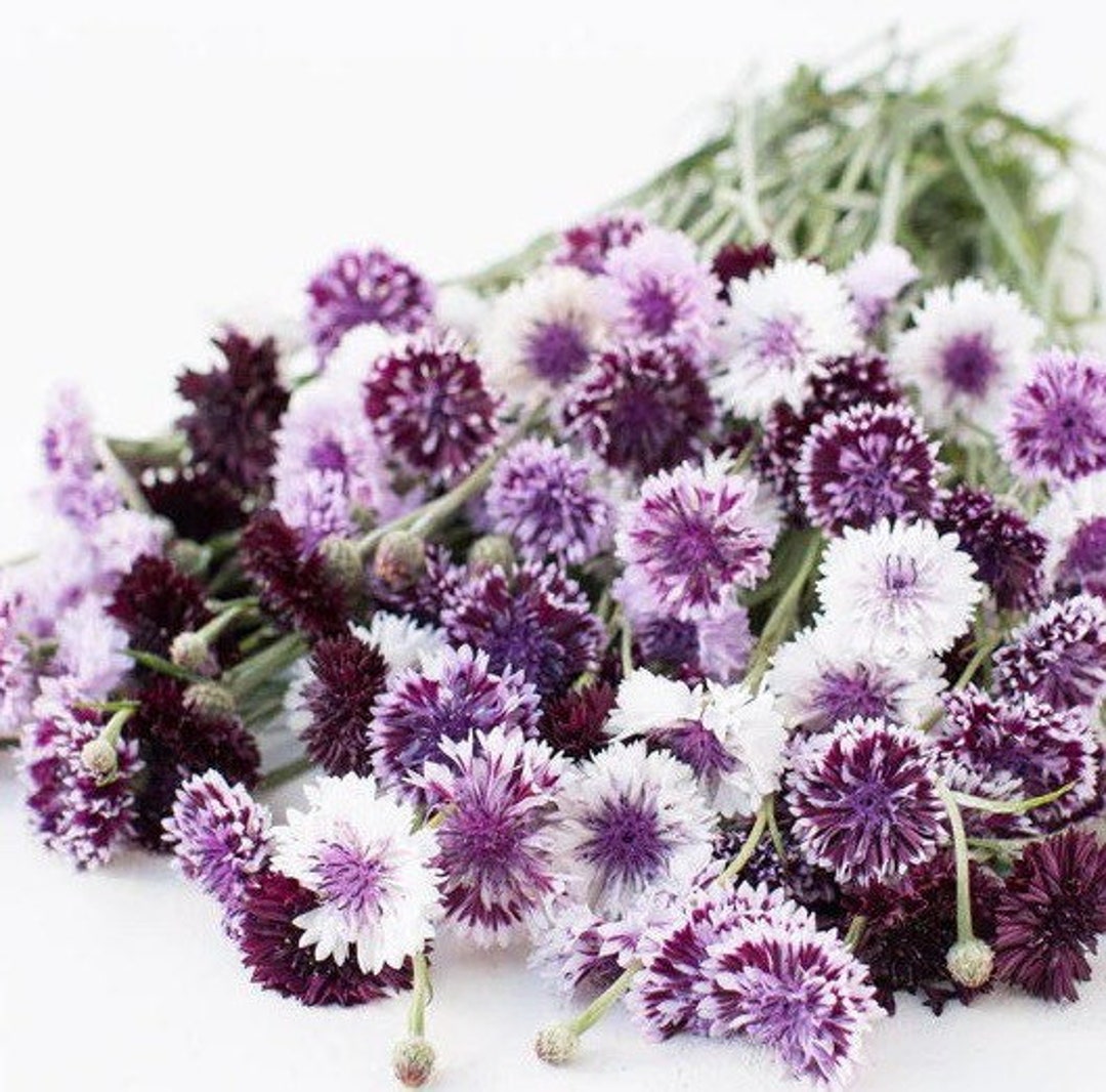 Classic Magic Bachelor Button Flower 100 Seed Packet Cool Flower ...