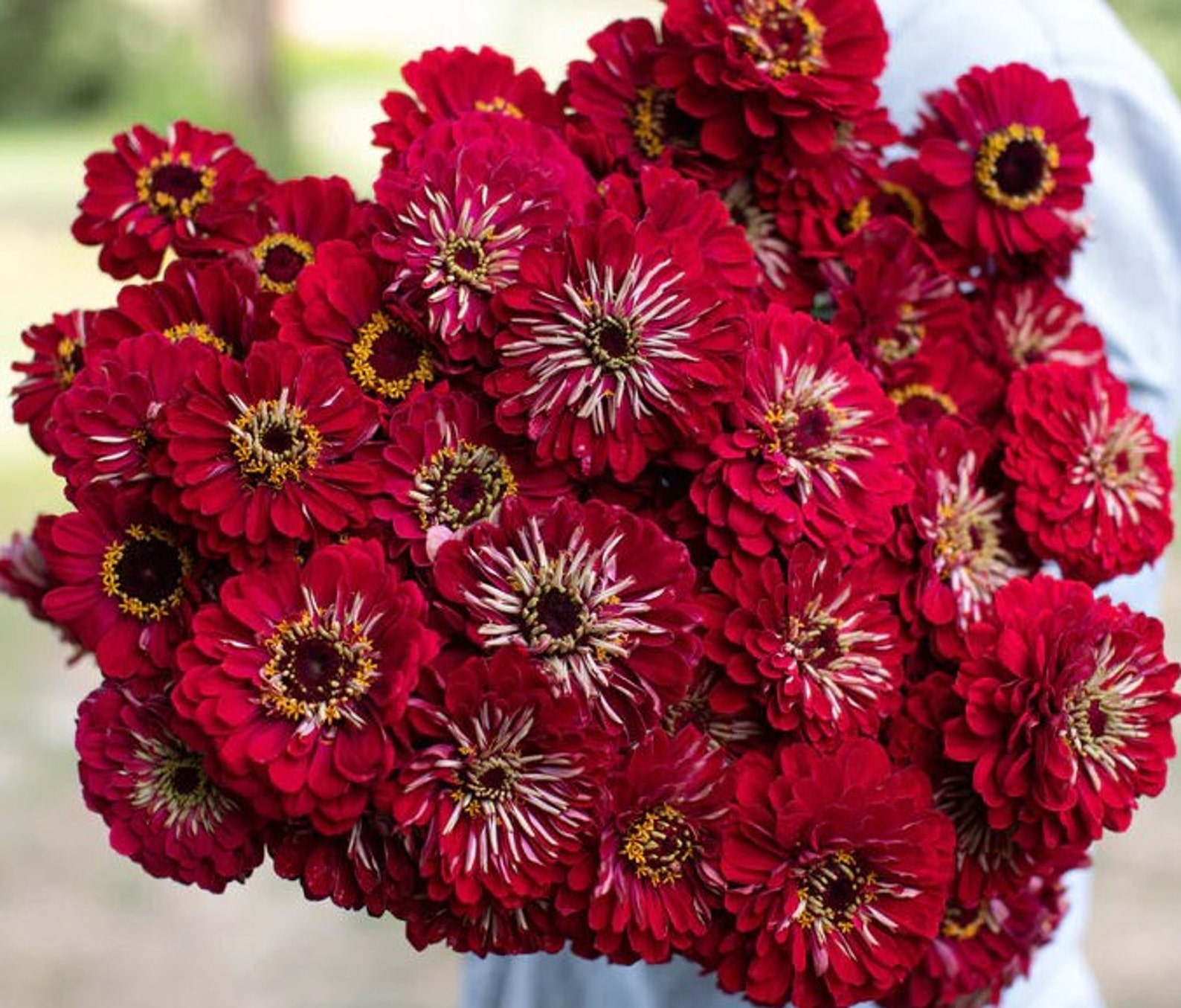 Benary's Giant Deep Red Zinnia 25 Seeds Packet - Etsy
