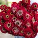 Benary's Giant Deep Red Zinnia 25 Seeds Packet - Etsy