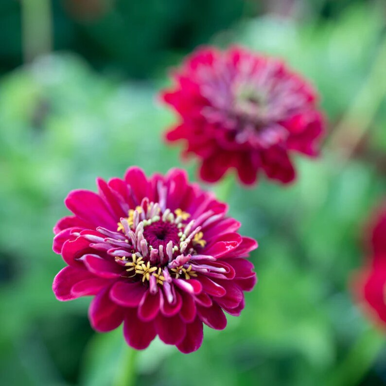 Benary's Giant Deep Red Zinnia 25 Seeds Packet - Etsy