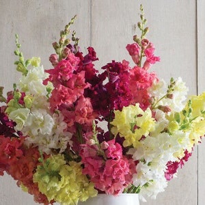 Madame Butterfly Mix Snapdragon 25 Seed Packet Cool Flower Shades of ...