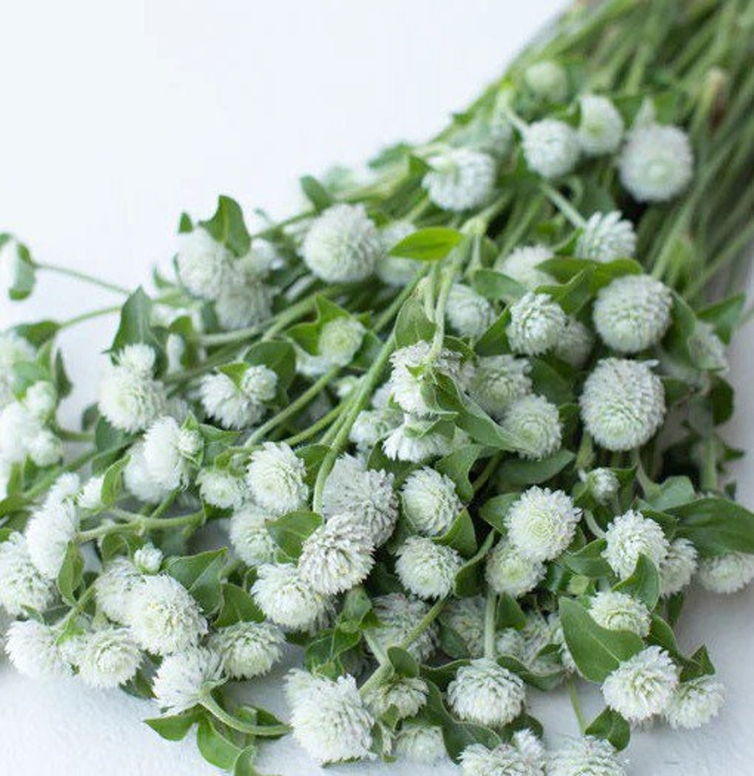 Audray White Gomphrena 25 Seed Packet Globe Amaranth - Etsy