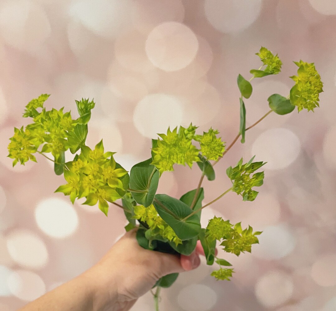 Green Gold Bupleurum 50 Seeds Packet Griffithi - Etsy