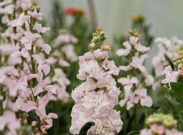 LifeMoreColorful - Etsy