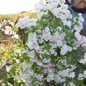 Phlox Blushing Bride 50 Seed Packet Pink and White Delicate Annual ...