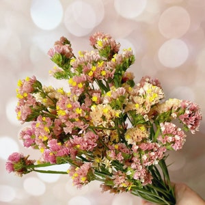 Apricot Statice 50 Seeds Packet Everlasting Flower Limonium - Etsy