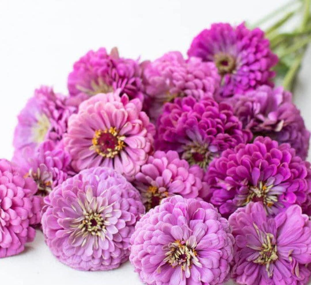 Benary's Giant Lilac Zinnia 25 Seeds Packet - Etsy