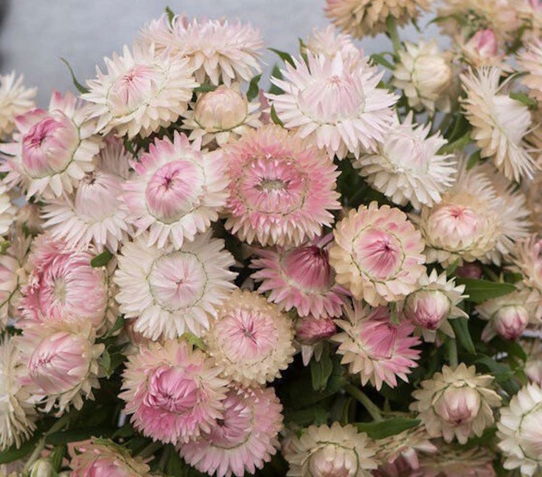 Silvery Rose Strawflower 50 Seed Packet Helichrysum Everlasting Flowers ...