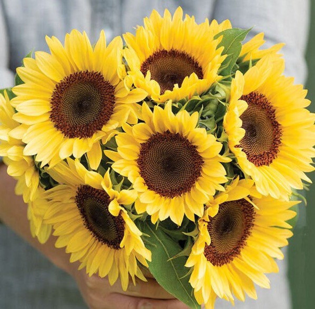 Procut Peach Sunflowers 25 Seed Packet - Etsy