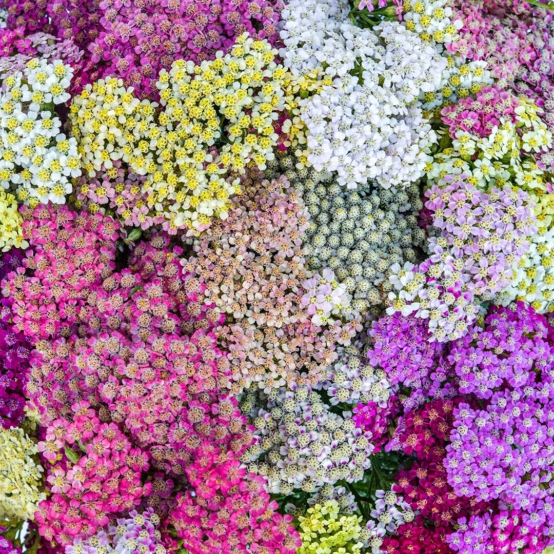 Colorado Mix Yarrow 100 Seeds Packet Everlasting Flower Achillea - Etsy
