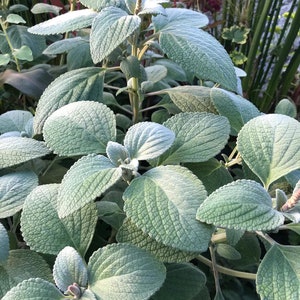 Silver Shield Plectranthus 10 Seeds Dusty Miller Alternative - Etsy
