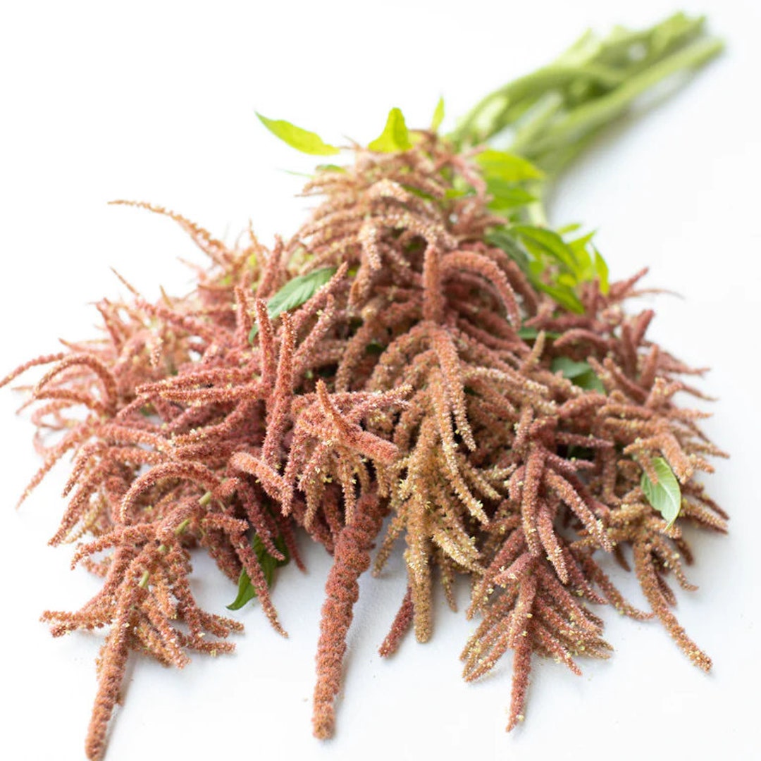 Coral Fountain Amaranth 50 Seed Packet - Etsy