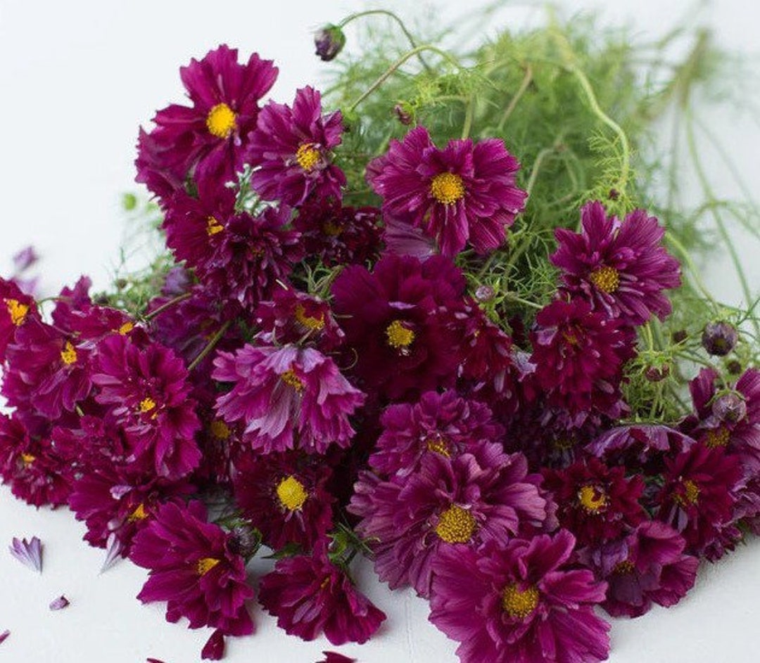 Cosmos Double Click Cranberries Red 25 Seeds Packet - Etsy