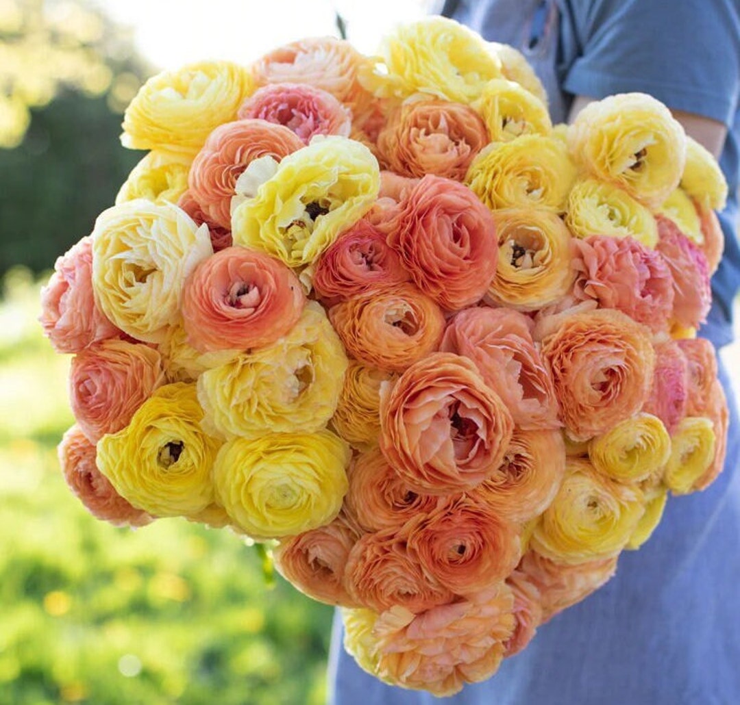 Amandine Pastel Lemon Ranunculus Corms - Etsy