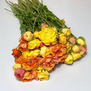 Amandine Pastel Lemon Ranunculus Corms - Etsy
