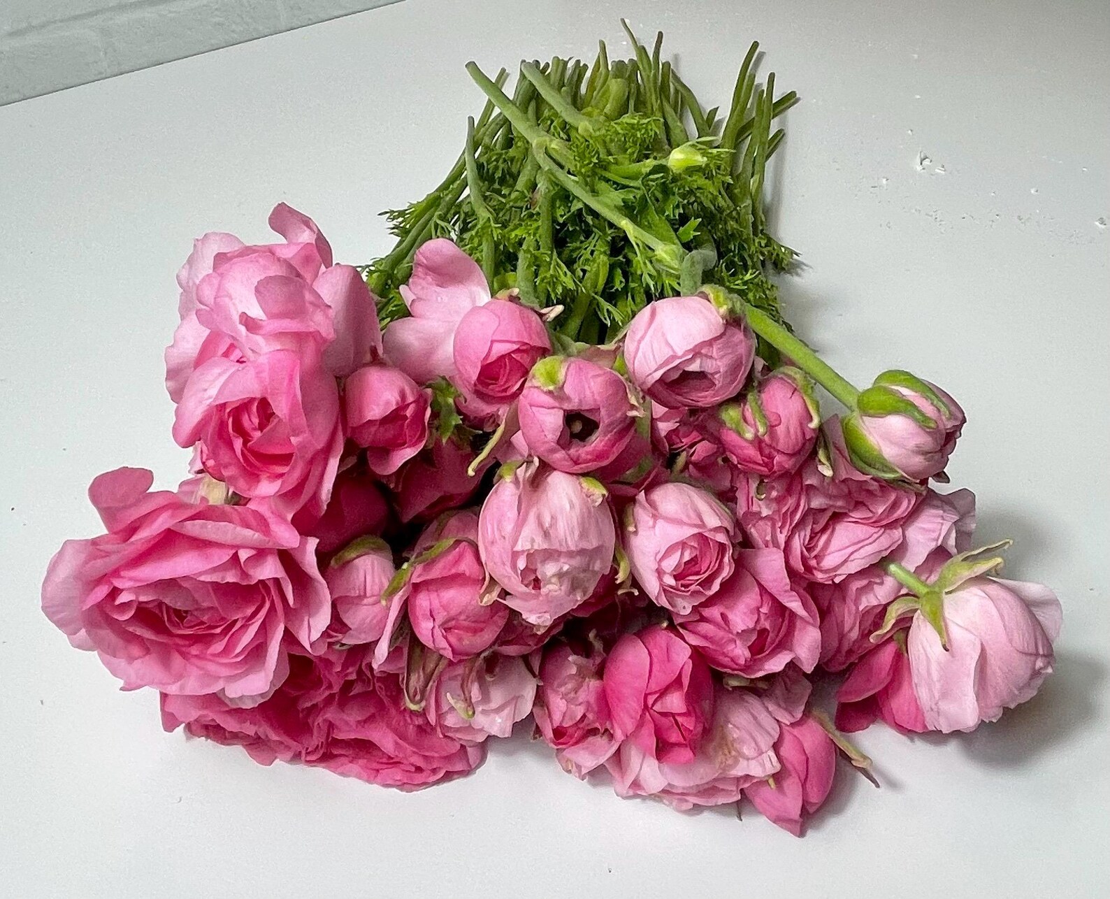 Half Clone Marshmallow Ranunculus Corms - Etsy