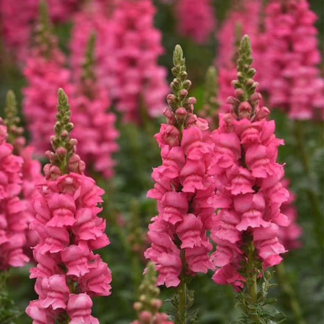 Potomac Dark Pink Snapdragon 25 Seed Packet Cool Flower Shades of Rose ...