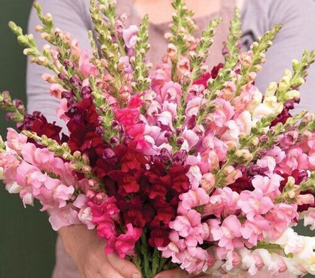 Potomac Berry Blend Snapdragon 25 Seed Packet Cool Flower Shades of ...