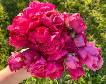 Amandine Orange Ranunculus Corms - Etsy