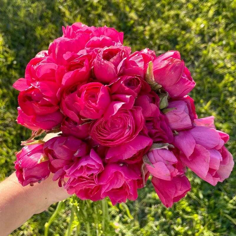 Pink Ranunculus - Etsy
