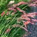 25 Savannah Grass Seeds Ruby Grass, Pink Bubble Grass - Etsy