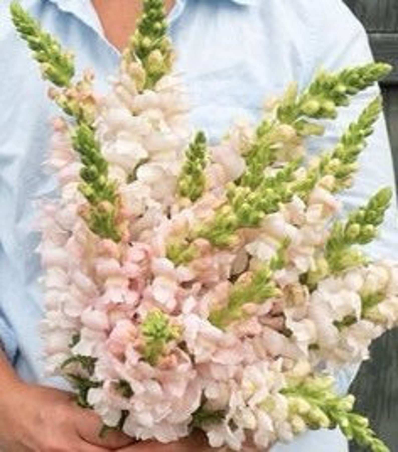 Costa Silver Snapdragon 25 Seed Packet Cool Flower Soft Blush Pink - Etsy