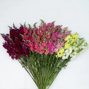 Madame Butterfly Mix Snapdragon 25 Seed Packet Cool Flower Shades of ...